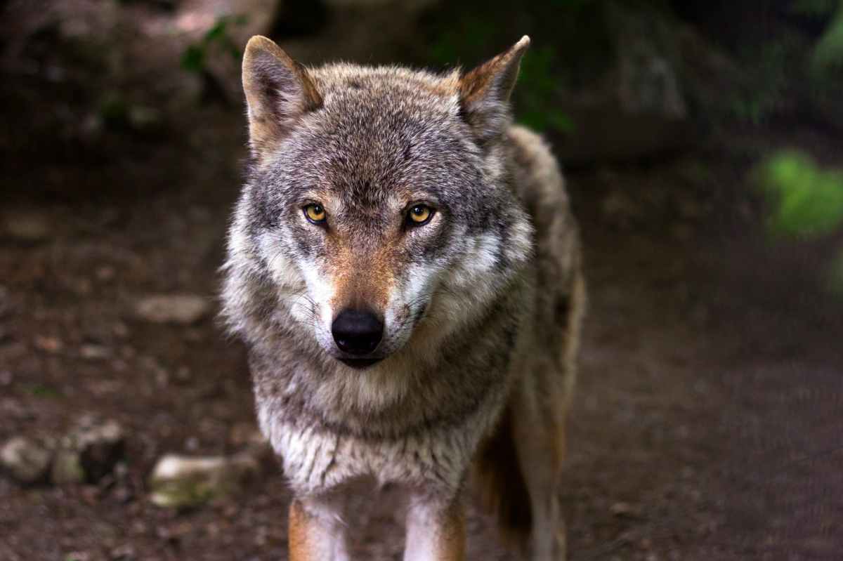 Endangered Wolves in the U.S. – The Snapper