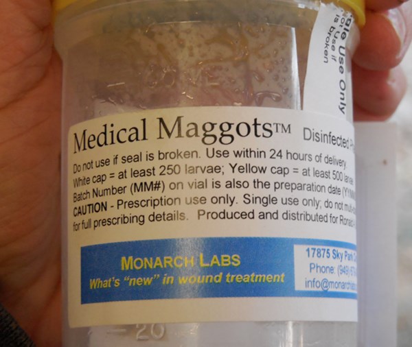 Medical Maggots – The Snapper