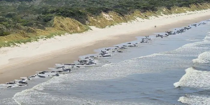Beached Whales – The Snapper